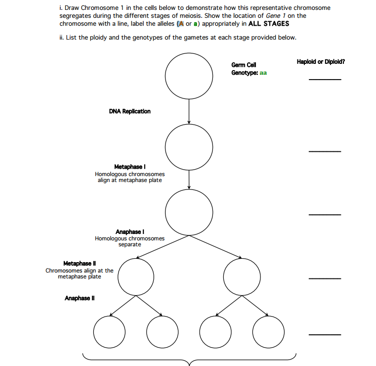 Solved 1. l) Based on your figure above, how many | Chegg.com