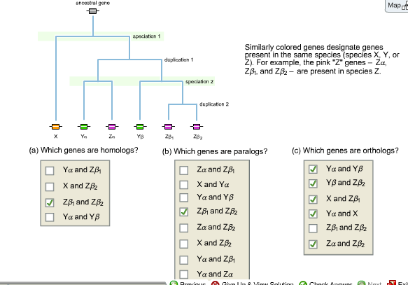 Solved An evolutionary tree is shown below. Similar genes | Chegg.com