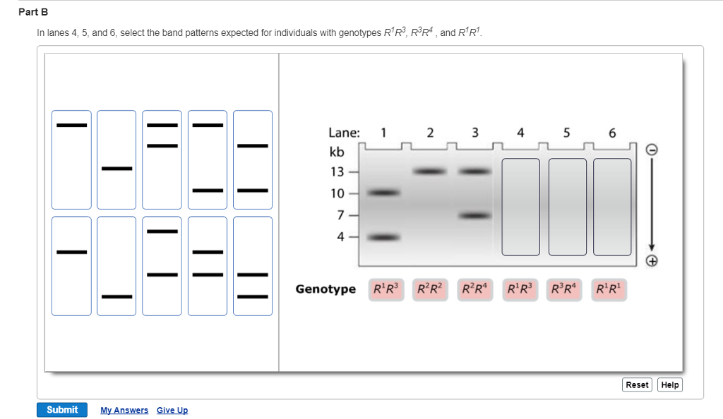 In lanes 4, 5, and 6, select the band patterns | Chegg.com