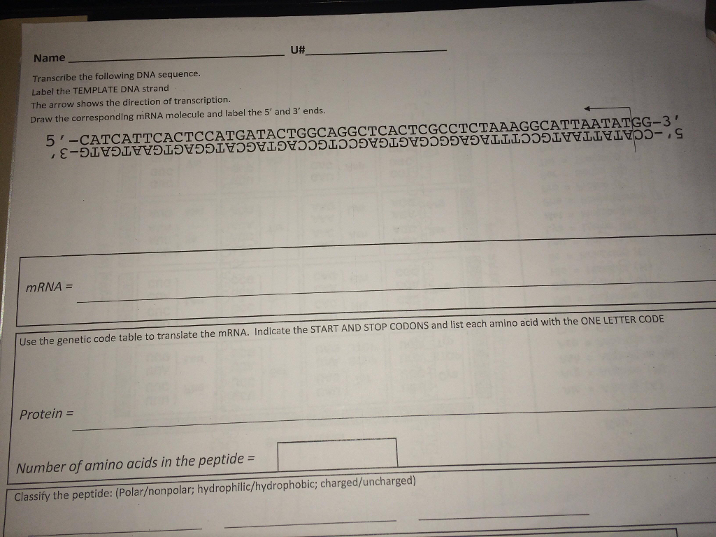 Solved Name U# Transcribe the following DNA sequence Label | Chegg.com
