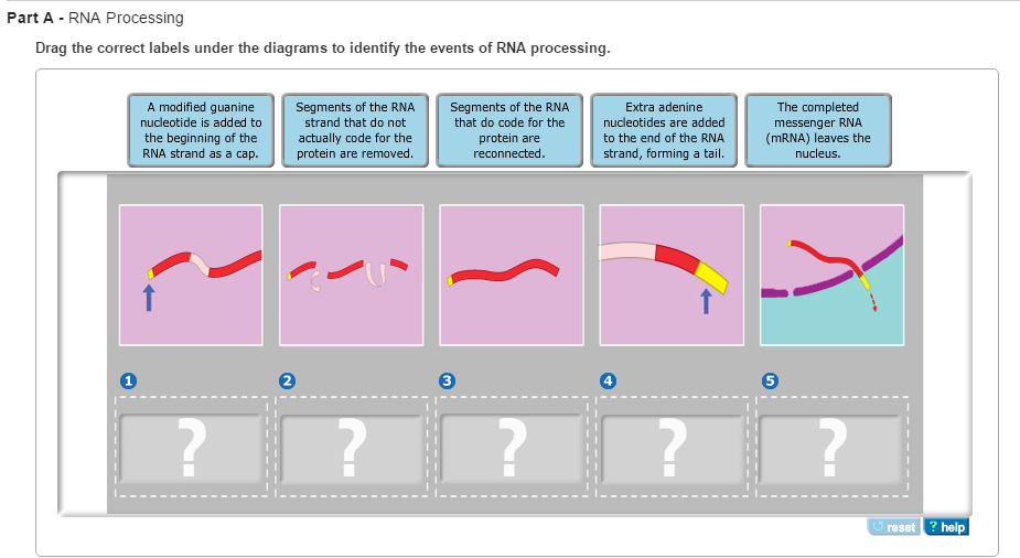 Solved Drag The Correct Labels Under The Diagrams To