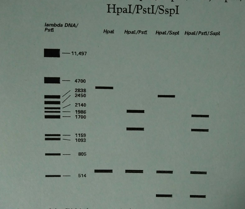 Solved Hpal/PstI/SspI lambda DNA/ Pst Hpal Hpal/Pst | Chegg.com