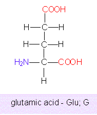 Solved glutamic acid - Glu: G Biochemistry! Please help | Chegg.com