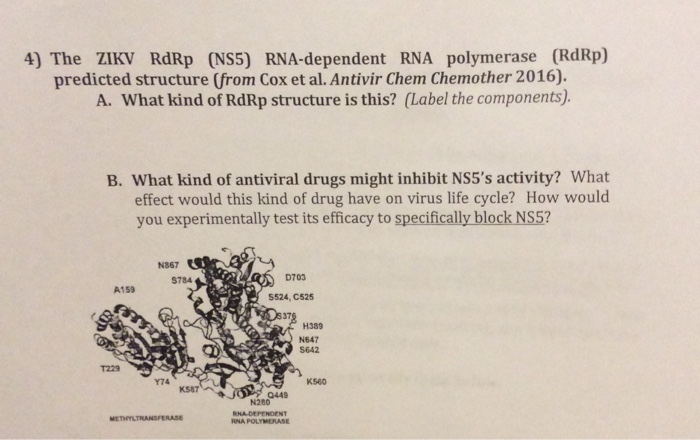 Solved The ZIKV RdRp (NS5) RNA-dependent RNA polymerase | Chegg.com