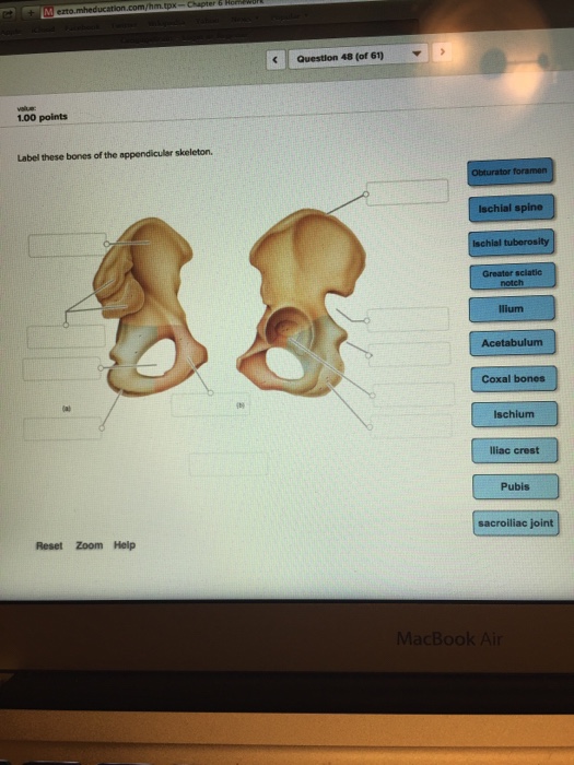Solved Label these bones of the appendicular skeleton. | Chegg.com