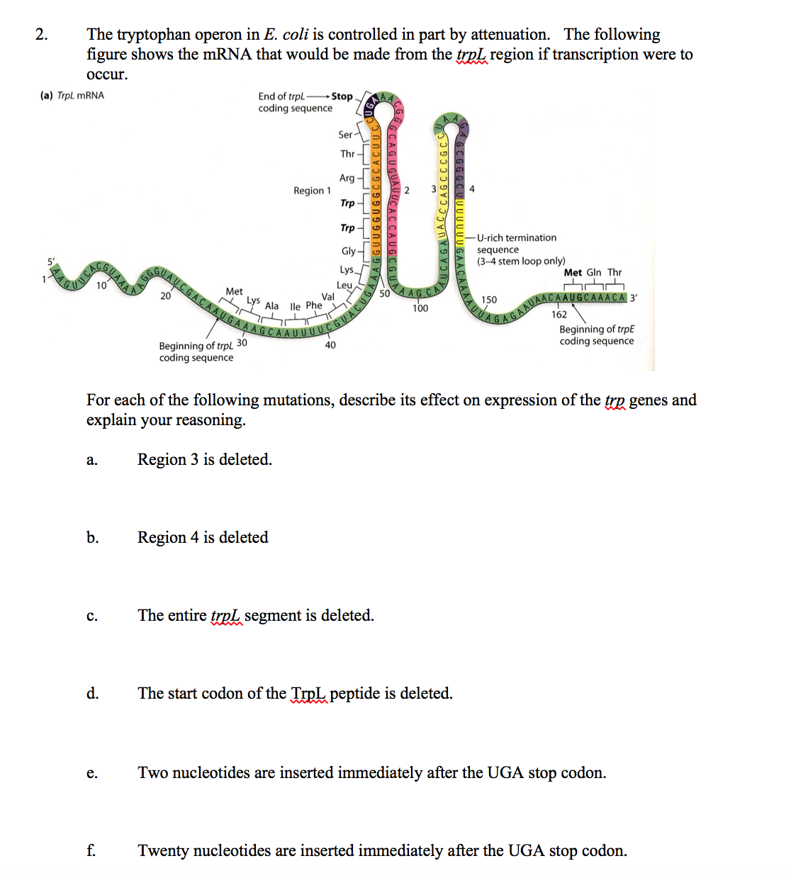 Solved 2.The tryptophan operon in E. coli is controlled in | Chegg.com