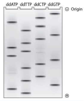Solved This dideoxy DNA sequencing gel is produced in a | Chegg.com