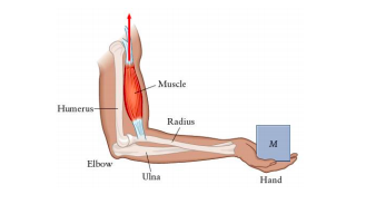 Solved The bones of the forearm (radius and ulna) are hinged | Chegg.com