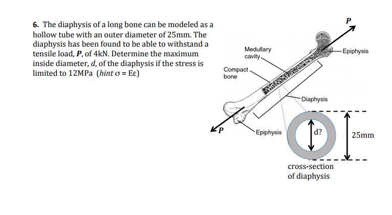 Solved 6. The diaphysis of a long bone can be modeled as a | Chegg.com