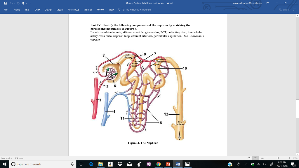 Solved identify the followinig components of the nephron by | Chegg.com