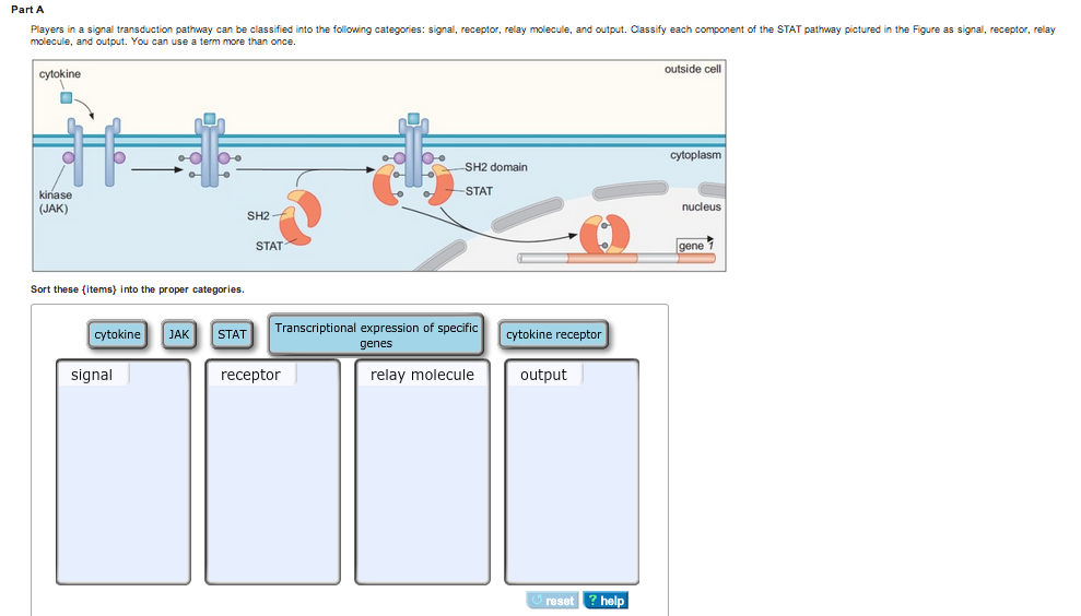 Solved Players m a signal transduction pathway can De | Chegg.com