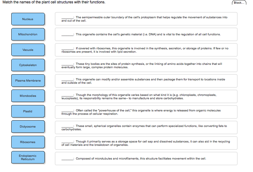 Solved Block. Match the names of the plant cell structures | Chegg.com